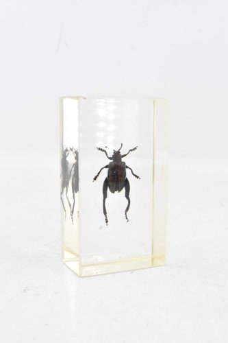 Insect In Resin 7 X 4 Cm Celestron | eBay
