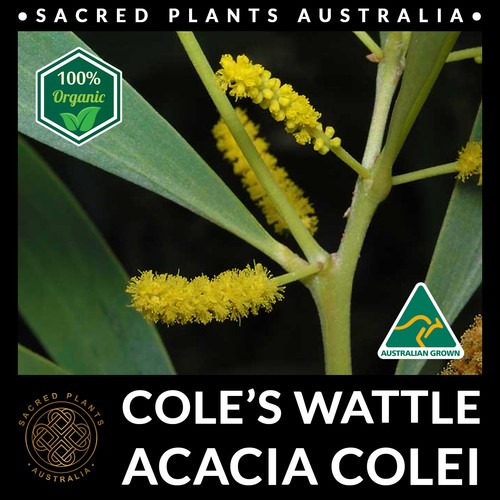 COLE'S WATTLE 10 Seeds | Acacia Colei Sacred Shaman Exotic Medicinal ...