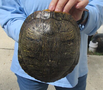 Red-eared Slider Turtle Shell - 8 inches, Terrapin, Taxidermy #50201 | eBay