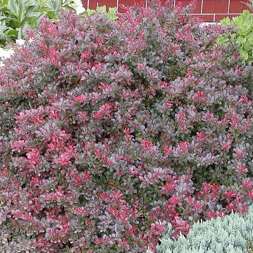 1 X BERBERIS ATROPURPUREA 'NANA' JAPANESE BARBERRY DECIDUOUS SHRUB ...