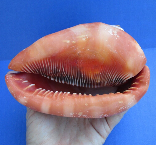 5 inch Cameo Shell Red Helmet Bullmouth Seashell seashells sea snail ...