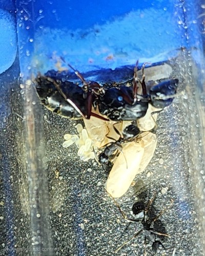 Queen Ant Camponotus modoc | eBay
