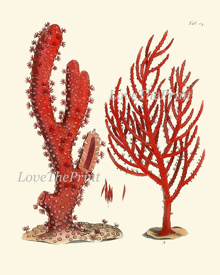 Red Coral Prints Wall Art Set of 4 Beautiful Antique Vintage Sea Ocean ...