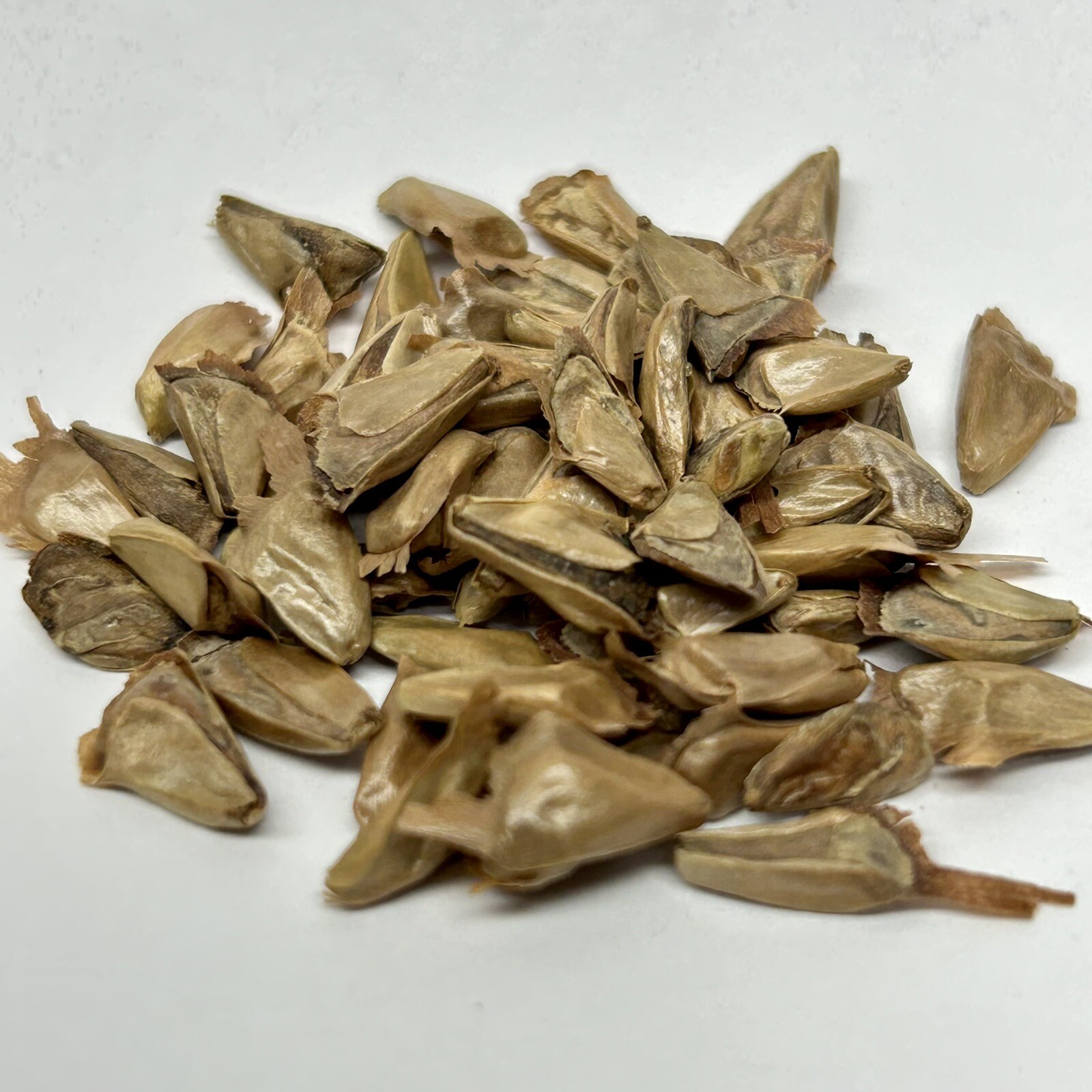 White Fir Bonsai Tree Seed Pack Abies Concolor | eBay