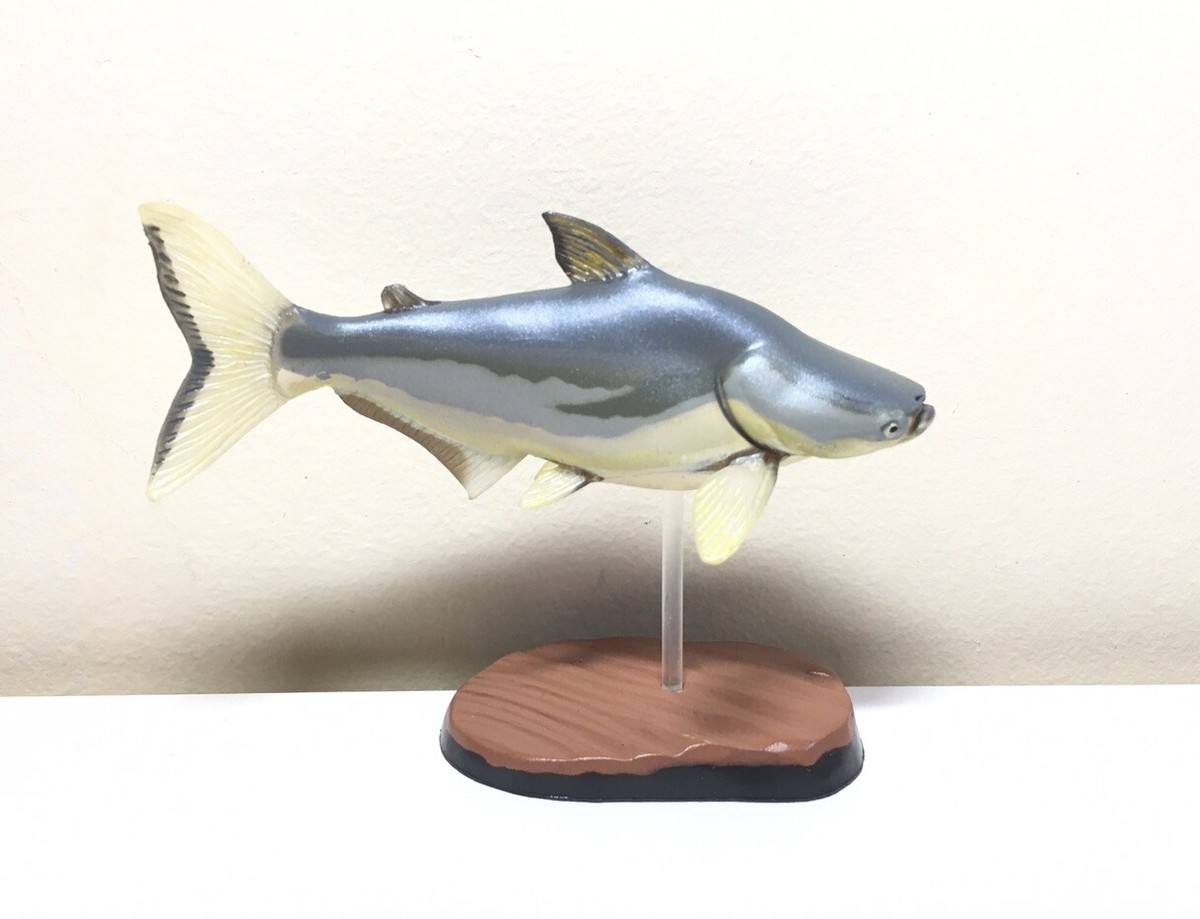 Mekong Fish Fishing The Giant Mekong Catfish At Bung Sam Ran Thailand