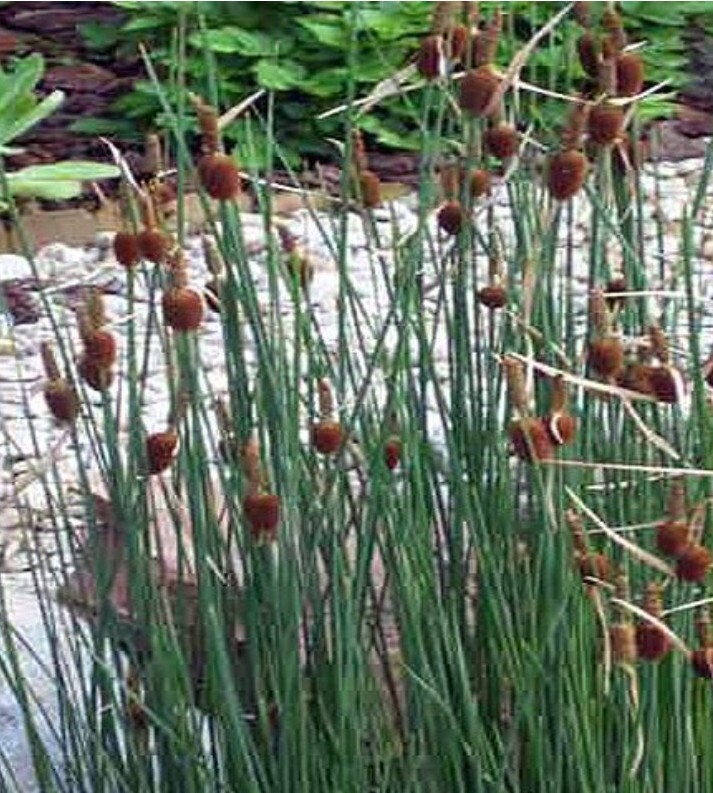 Dwarf bulrush typha minima Pond Marginal Bog Plant water plant British ...