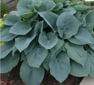 Mixed Hosta Plant Starters for Growing - Growers Blend (10 2-4 inch ...