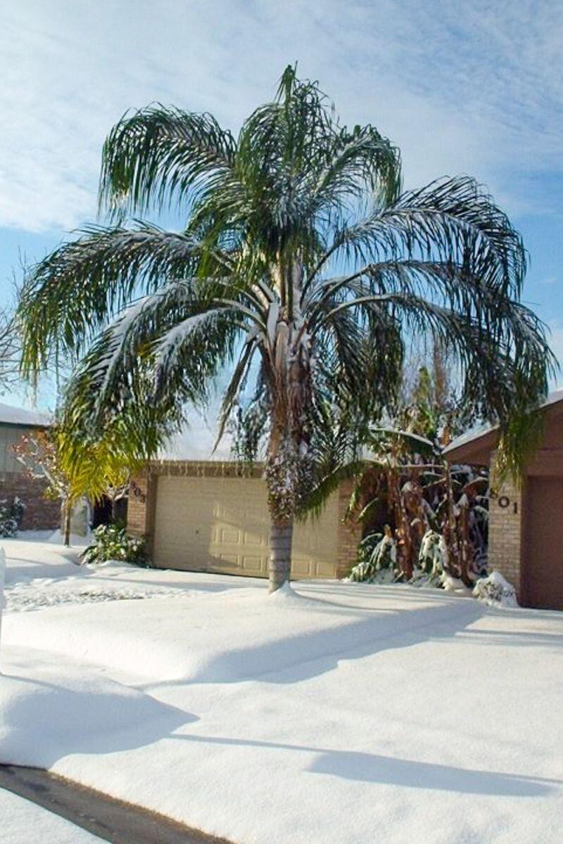 Queen Palm Seeds Queen Palm Tree Photos, Images & Pictures