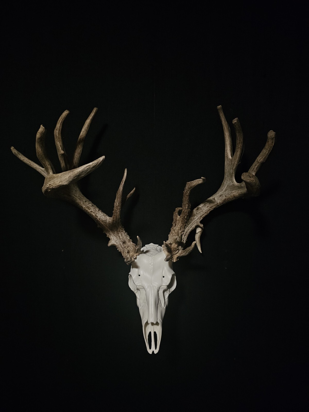 HUGE 210" Whitetail Deer Shed Antlers Skull 22 Point Buck! Wedding ...