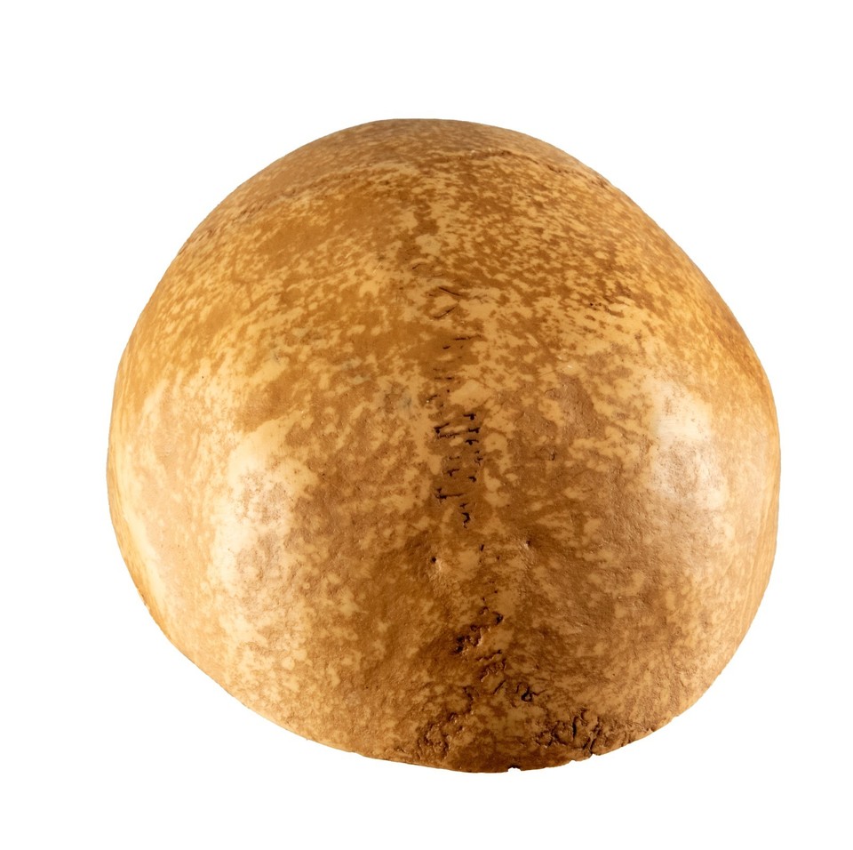 Kapala Tibetan Cup Cranial Ritual Buddhist - Skull Resin #25951 | eBay