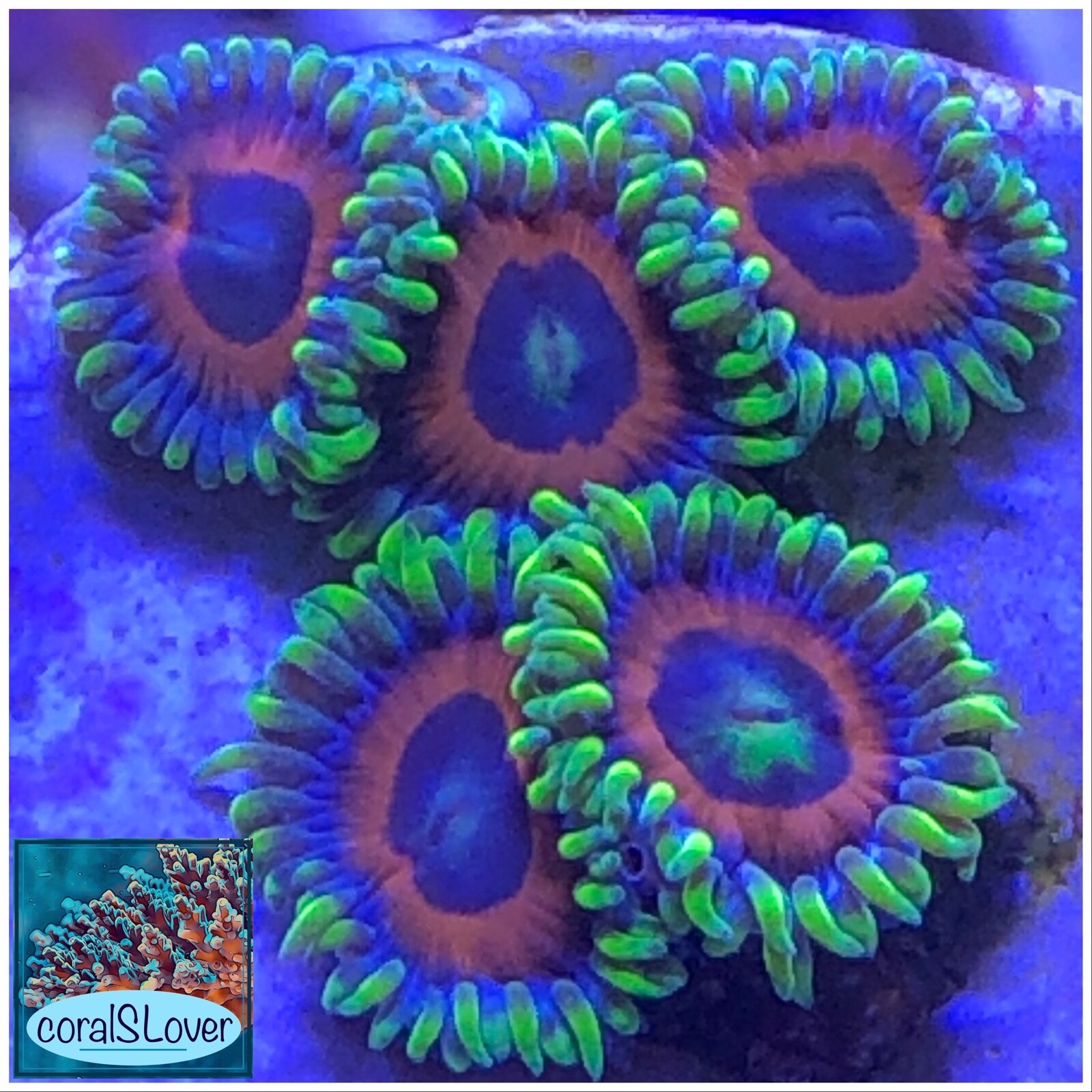live coral Watermelon Zoanthids "coralSLover" | eBay