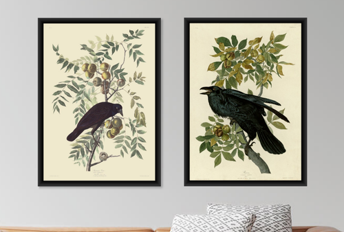 Audubon Raven and Crow Print Set ( Raven Prints , Vintage Bird Prints ...