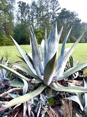 4 - 8 in. Blue Agave Americana - Century Plant Succulent Cactus Local ...