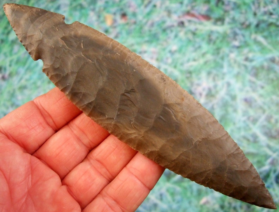 Super Fine Museum Grade 6 7/8 inch Tennessee Turkeytail Point wt COA ...