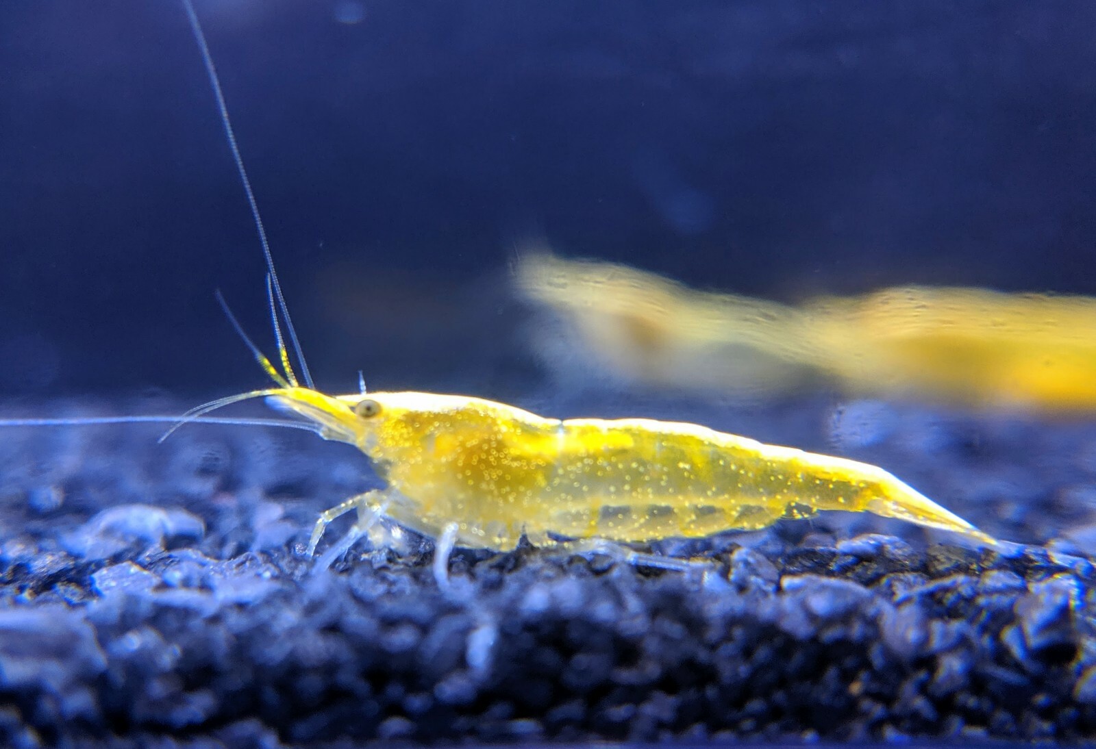 Neon Yellow Shrimp_Yellow Golden-Back_Neocaridina Shrimp_Shrimpy ...