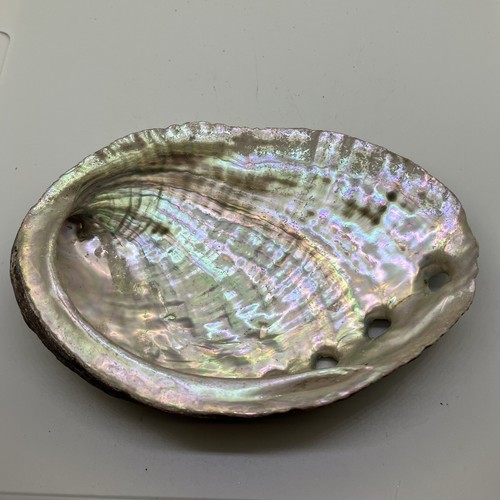 124mm 4.9” XL Marine Rainbow Abalone Shell Bowl Display Specimen | eBay