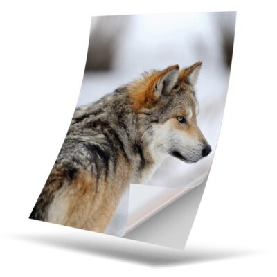 1 x Vinyl Sticker A4 - Wild Snow Wolves Wolf Pack Winter #8104 | eBay