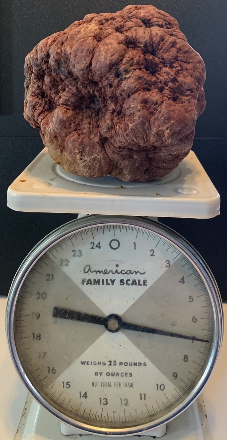 Fossilized Indiana Geode Quartz Crystal Whole 7 Lb Red crinoid calyx | eBay