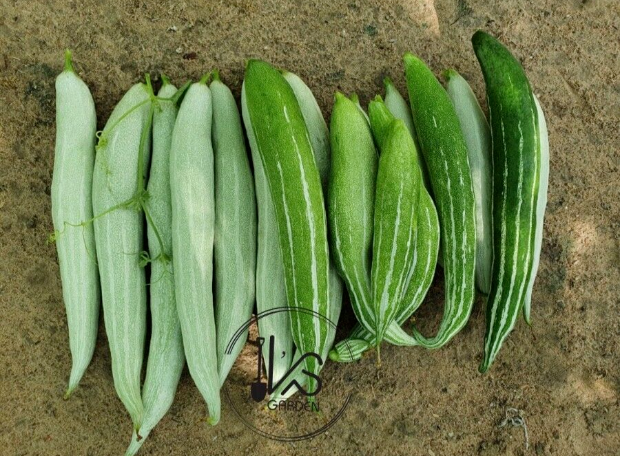 5 PCS WEST BITTER MELON, BALSAM PEAR, KU GUA, FOO GWAH, KHỔ QUA TÂY | eBay