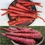 CARROT Ruby Queen 100 Seeds LONG vegetable garden F1 Hybrid AUTUMN ...
