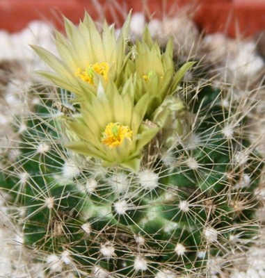 Escobaria asperispina SEEDS - Devil's pincushion | Spiny star cactus | eBay
