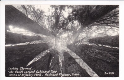 LOOKING SKYWARD, THE WORLD'S LARGEST CATHEDRAL TREE, REDWOOD HIGHWAY ...