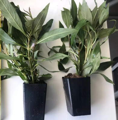 Live Aquarium Plant Blue Stricta Bunches - Goldfish, Tropical ...