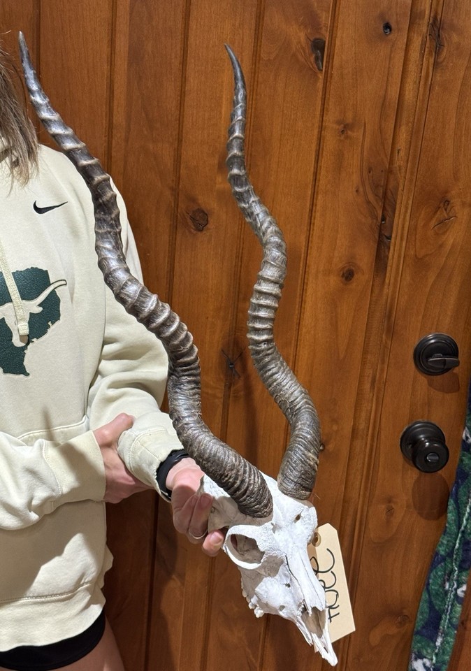 Big 19.5” Blackbuck Antelope Skull Wildlife, Taxidermy, Mount, European ...