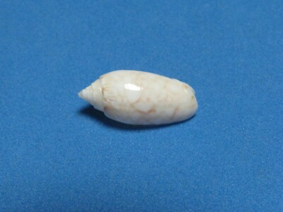 Oliva reticularis (Zeigler & Porreca 1969) (21.3mm) | eBay