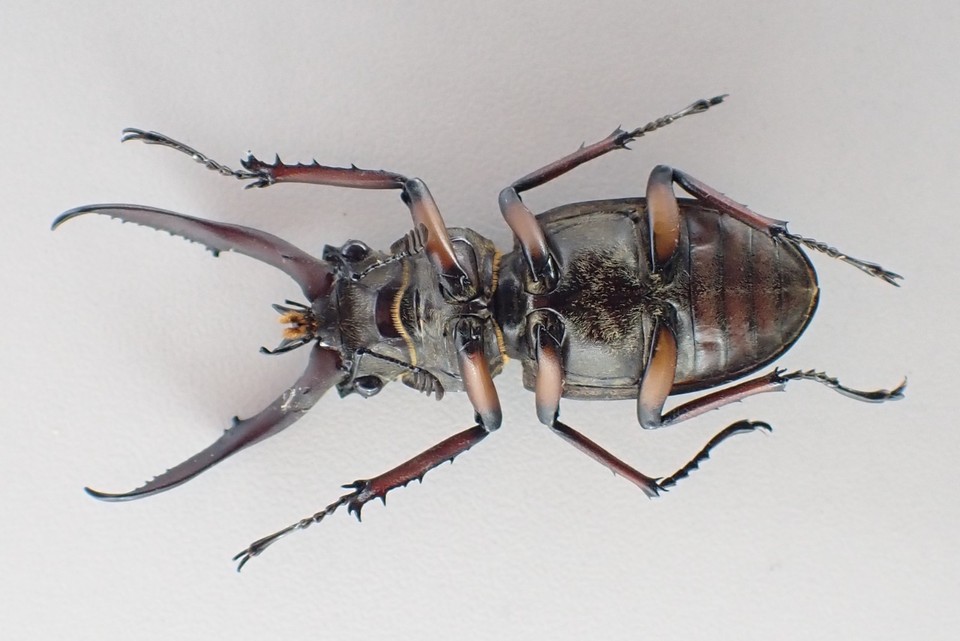 D85472. Insects, Lucanidae: LUCANUS PLANETI sp. Vietnam, Ha Giang | eBay