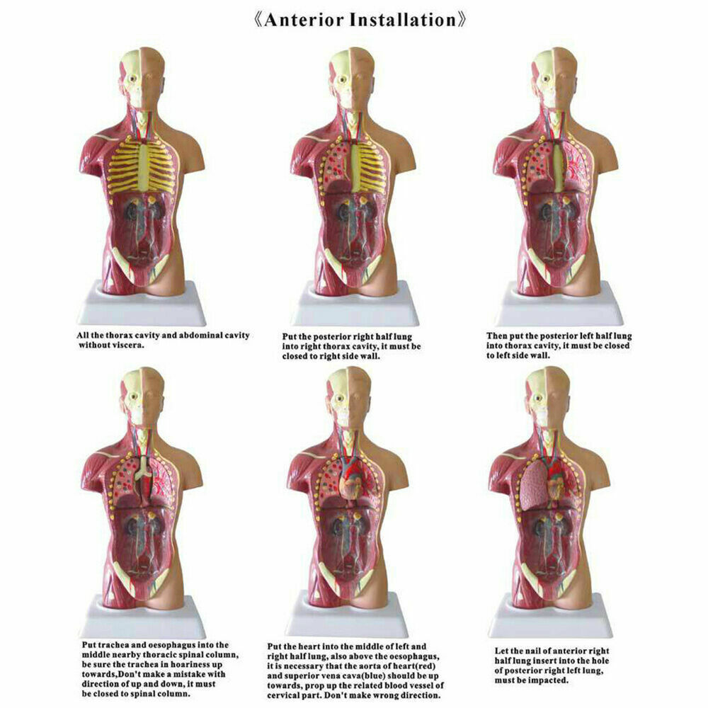 Human Torso Body Model Anatomy Anatomical | Grelly UK