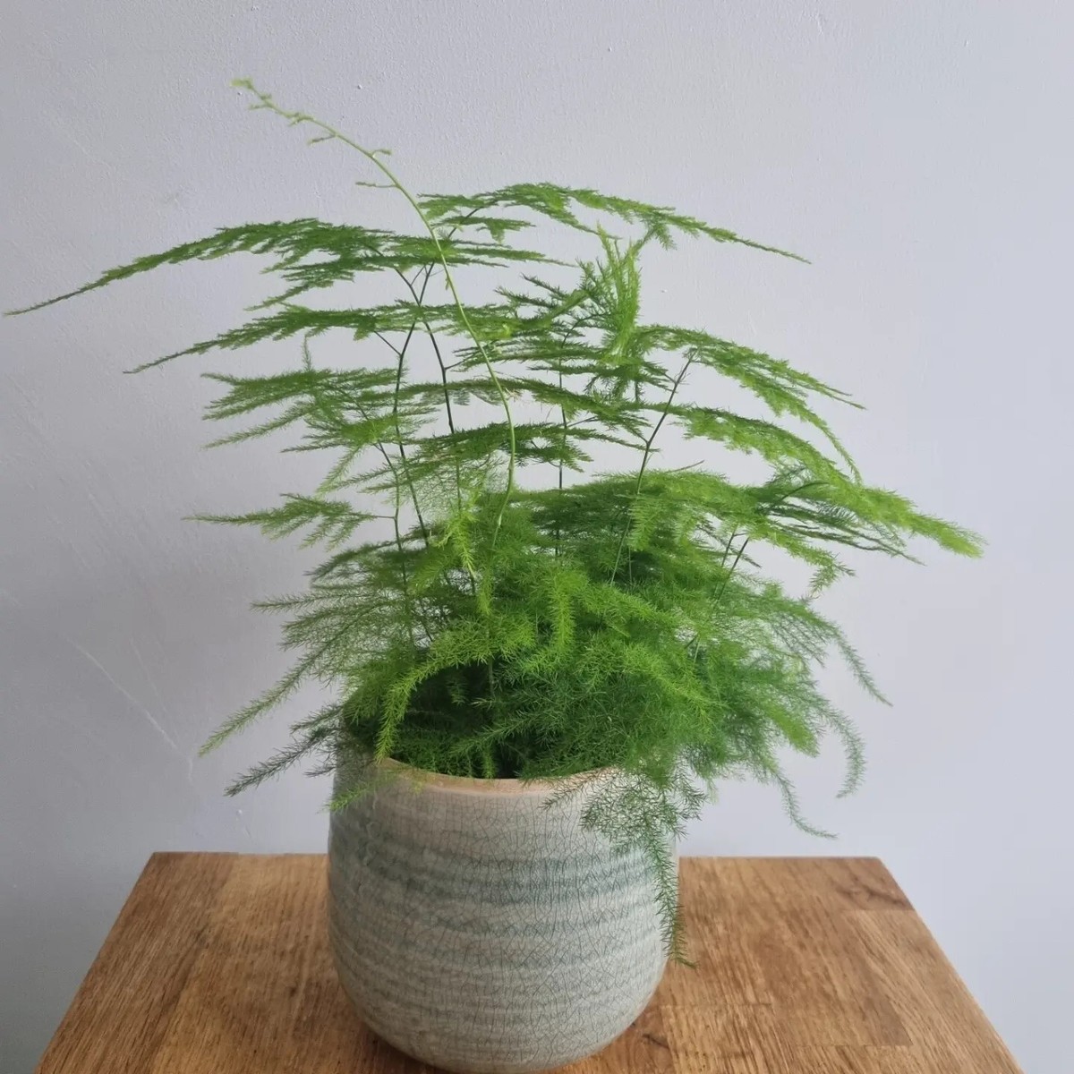 Asparagus Fern Indoors Asparagus Fern Die Hard Ever Green Beauty!