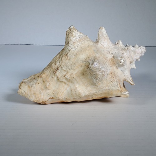 Large Spiked Conch Shell Beautiful Natural Beach Home Decor | eBay ...