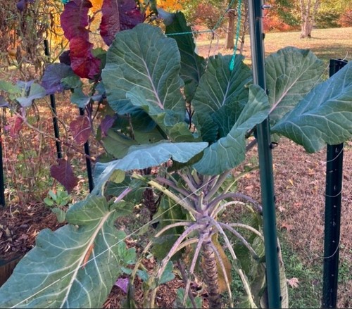 COLLARD GREEN (AFRICAN TREE COLLARD HYBRID-LONGHEAD) 100 SEEDS -6 FOOT ...