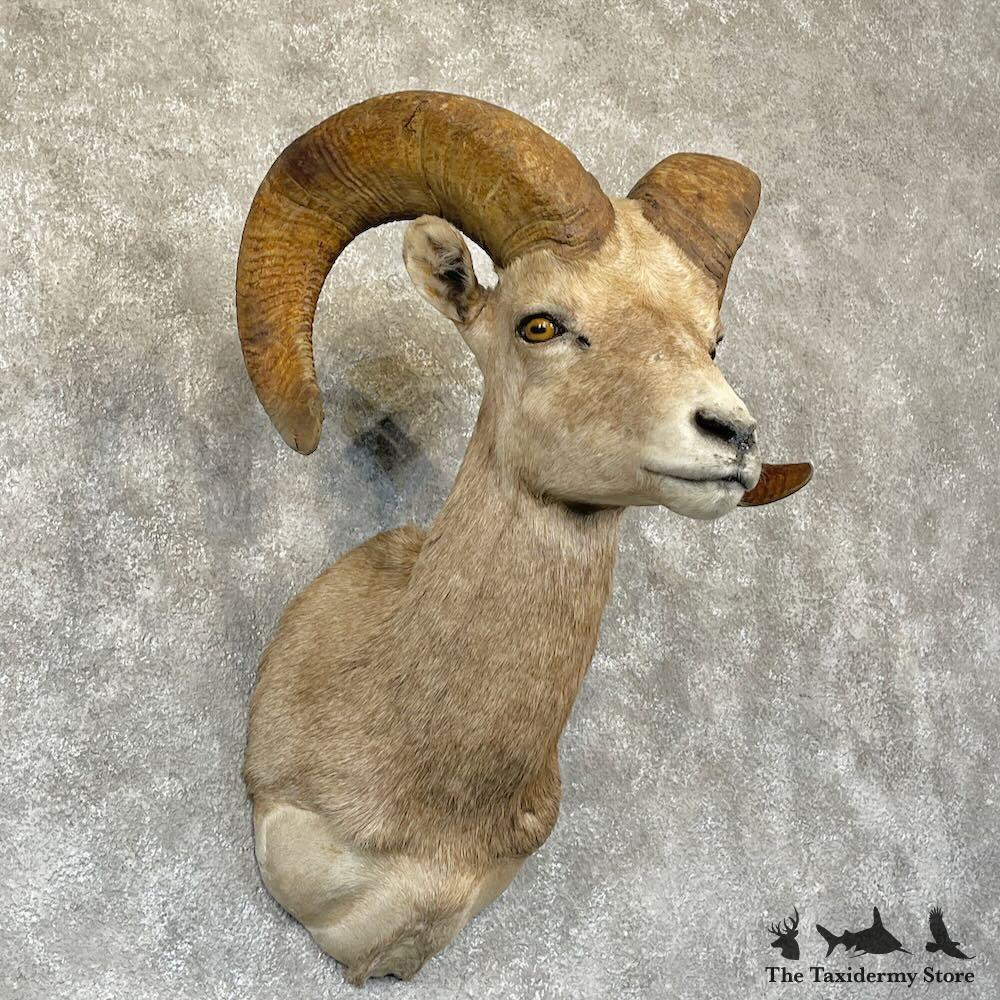 #28274 P | Bighorn Sheep Taxidermy Shoulder Mount For Sale | eBay