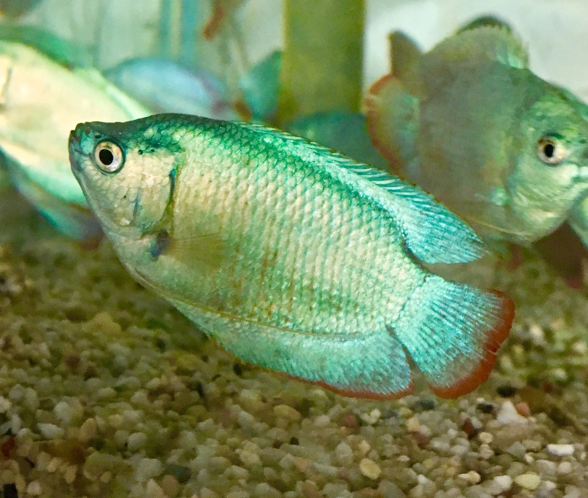 Powder Blue Dwarf Gourami