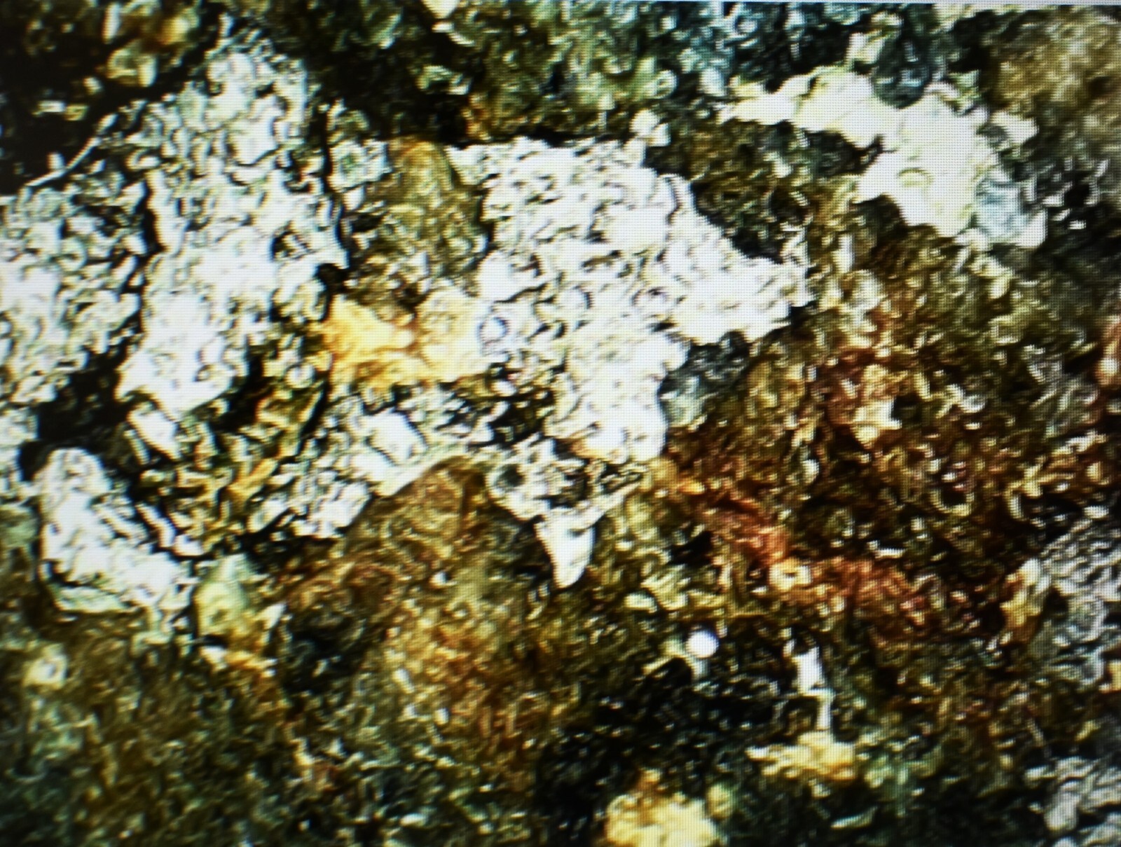 Gold Silver Ore Golden Quartz 1800s Ore Knob Copper Mine North Carolina ...