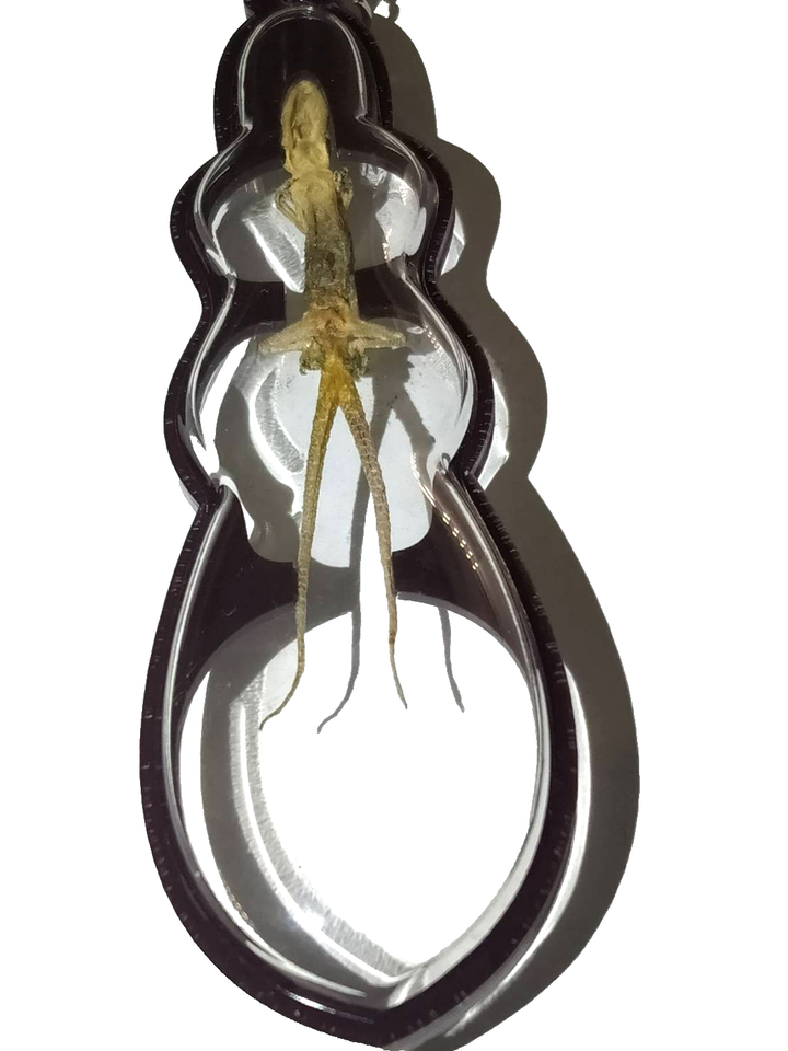 2 Tail Thai Gecko Amulet Rare Wealth Sacred Prosperity Lucky Gambling ...