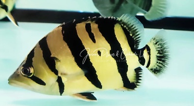 Siamese Tiger Fish/ST Datnoid - (Datnioides Pulcher) | eBay