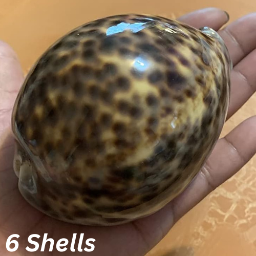 06 Large Natural Polished Tiger Cowrie Sea Shell Rare Real Aquarium ...