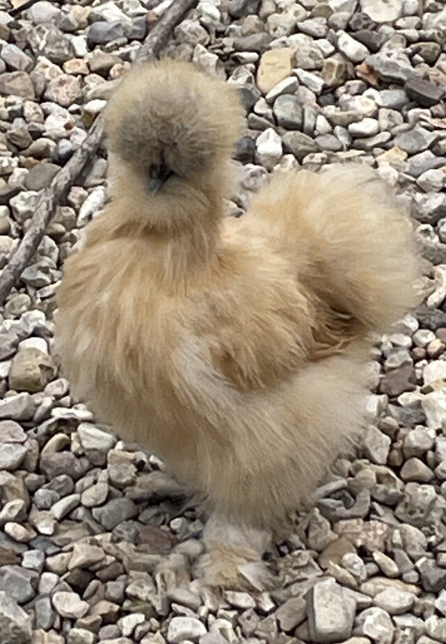6 Show Quality Silkie Chicken Fertile Hatching Eggs,all Colors,Bearded ...