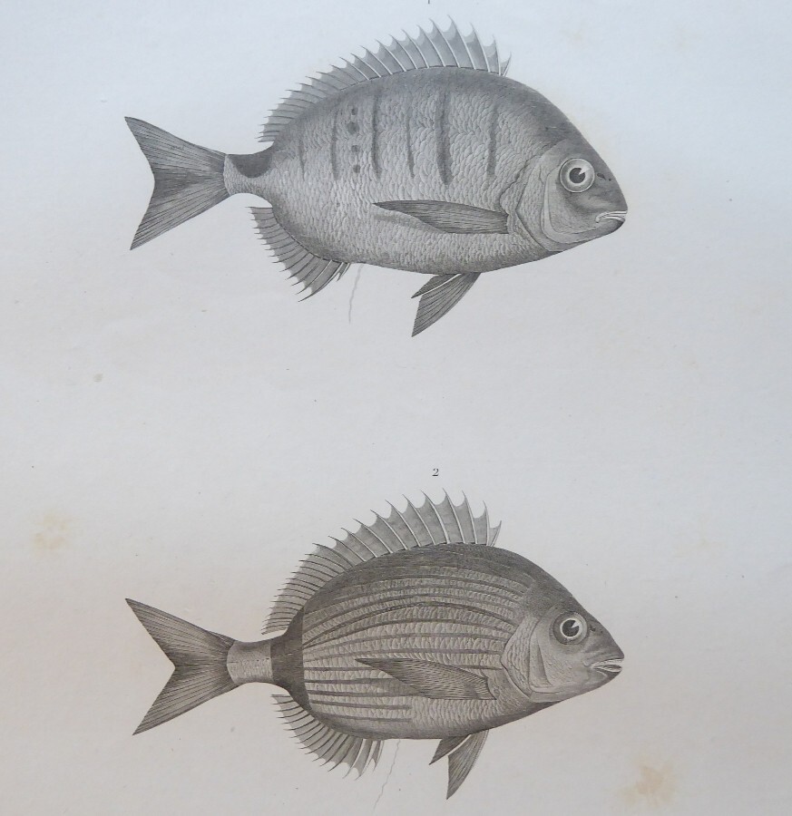 1820's Description de l'Egypte Zoologie Poissons Fish Plate 18 Egyptian ...