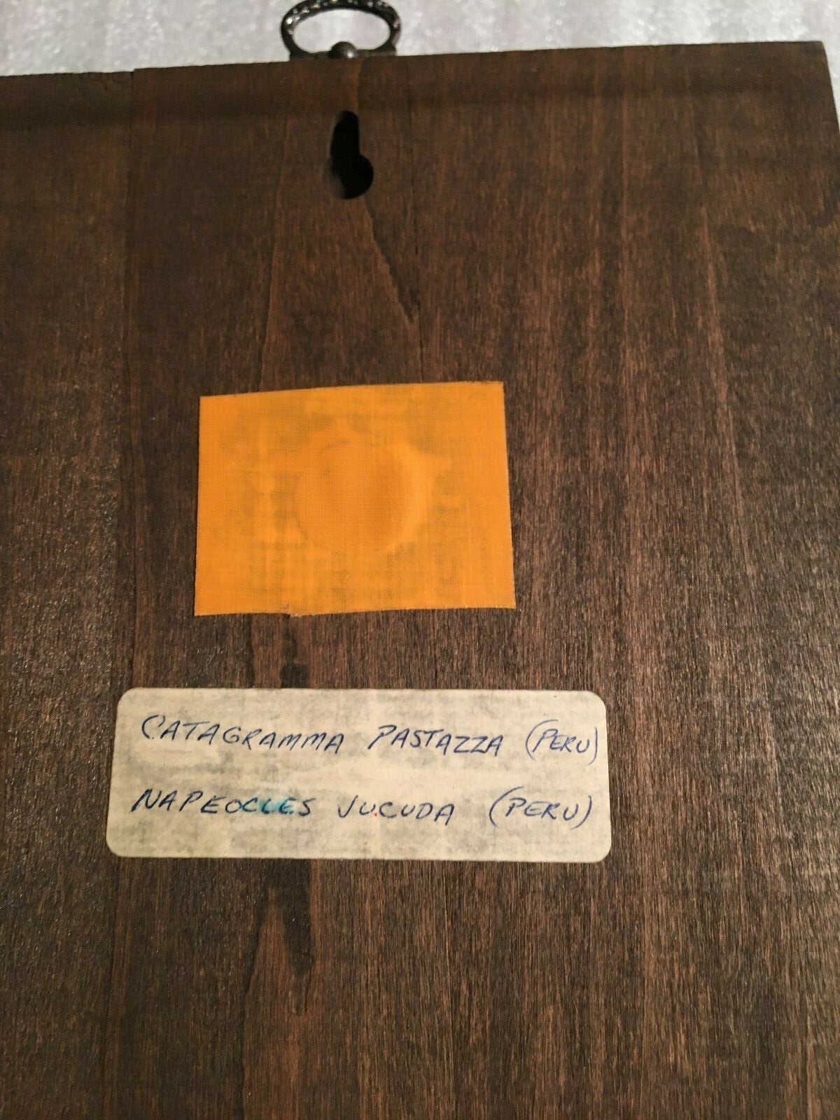 Catagramma Pastazza (Peru)- Napeocles Vucuda (Peru) Wood Plaque ...