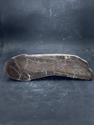 Petrified Dinosaur Bone Stand Up Display Piece ( Utah ) | eBay