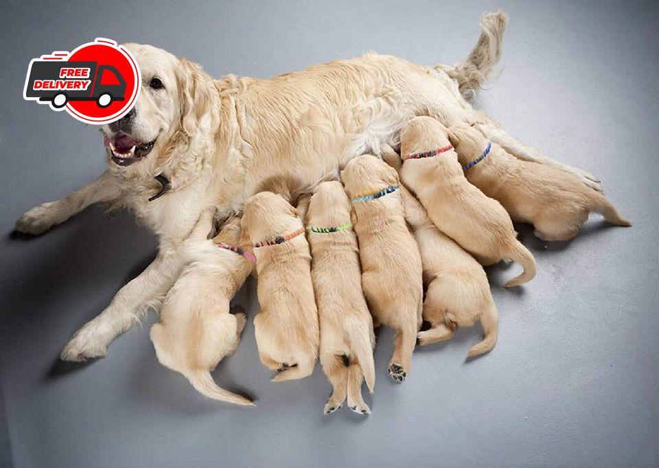 12 Pcs/Set Soft Nylon Puppy ID Collar Adjustable Whelping Breakaway ...