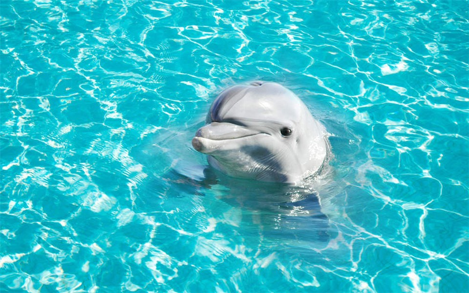 Blue Dolphin Bud 3D Floor Mural Photo Flooring Wallpaper Home Print ...