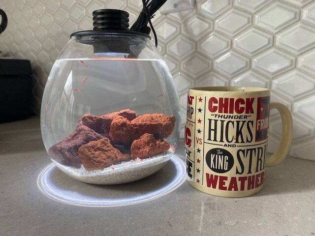 All In One Complete Self Sustaining Shrimp EcoSphere with 20 Opae Ula ...