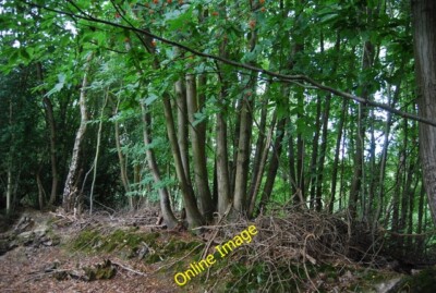 Photo 6x4 Brede High Wood Cripp's Corner c2013 | eBay