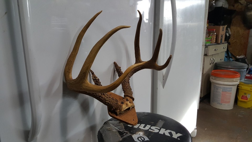Very Cool TYPICAL 4X4 WHITETAIL DEER RACK Antlers mule mount taxidermy ...