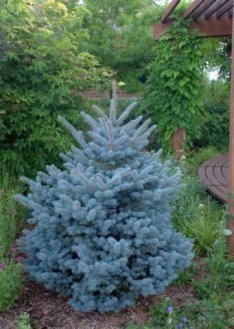 Montgomery Dwarf Colorado Blue Spruce - Grows Only 4 feet Tall -2 Year ...